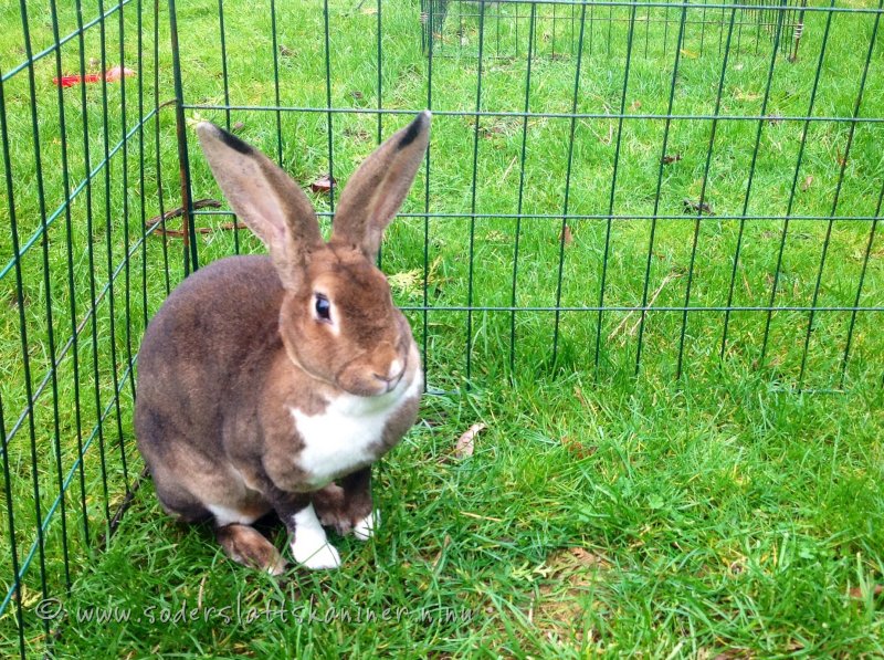 Våra Rex | Söderslätts kaniner