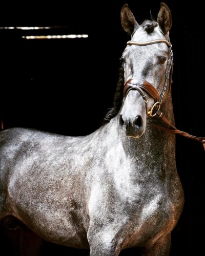 P.R.E-stuteri, castizo, P.R.E till salu, P.R.E-hingst, spanska hästar, NH